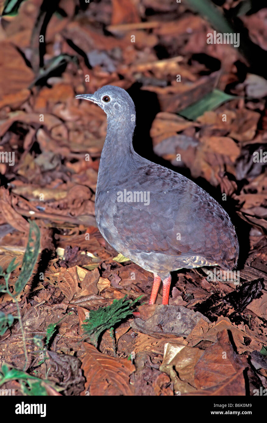 Slaty Breasted Tinamou