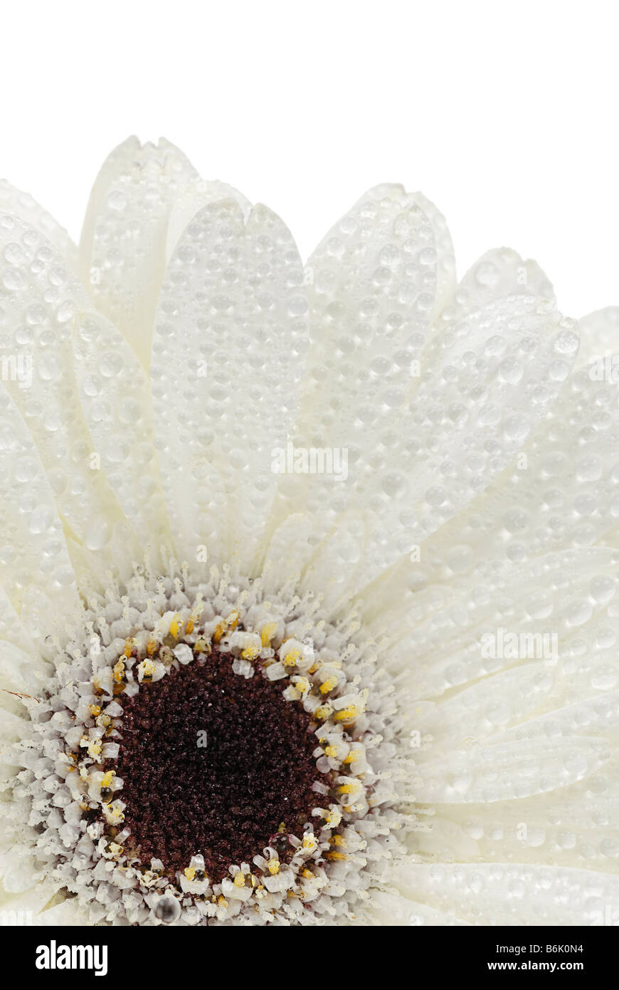 White gerbera hi-res stock photography and images - Alamy
