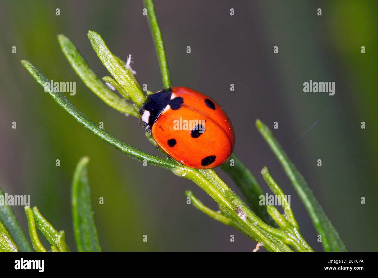 Cute beetle hi-res stock photography and images - Alamy