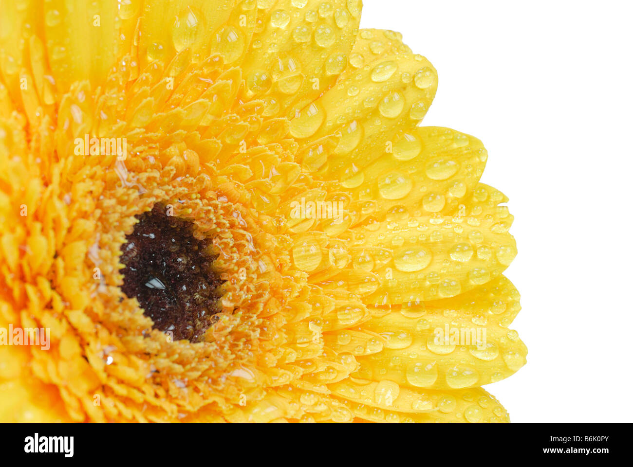 Gerbera flower background spring Cut Out Stock Images & Pictures - Alamy