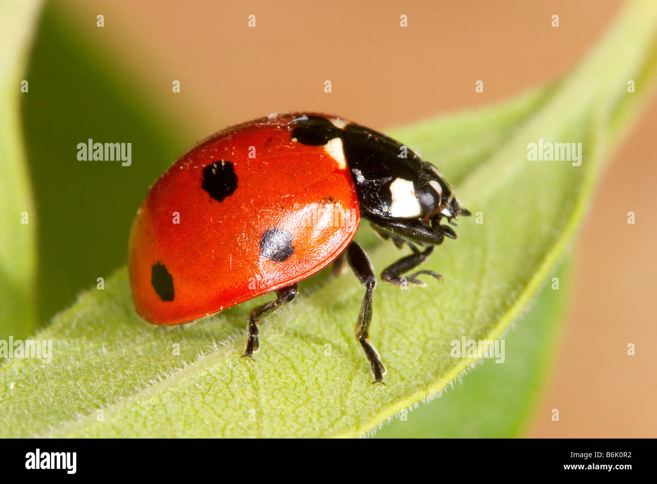 Cute beetle hi-res stock photography and images - Alamy