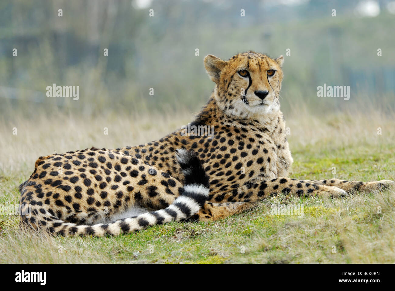 Beautiful African cheetah Acinonyx jubatus Stock Photo - Alamy