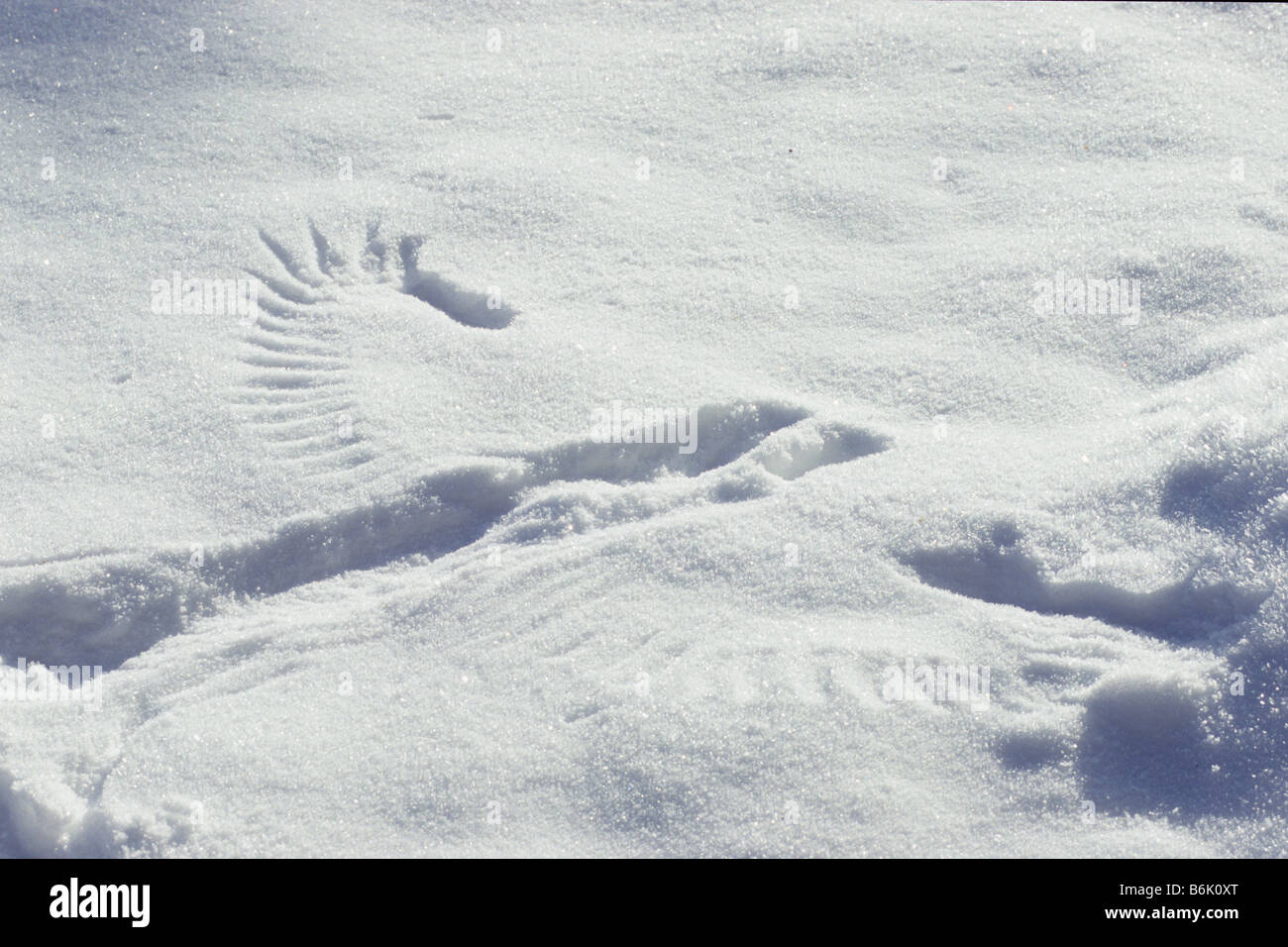 Snow imprint hi-res stock photography and images - Alamy