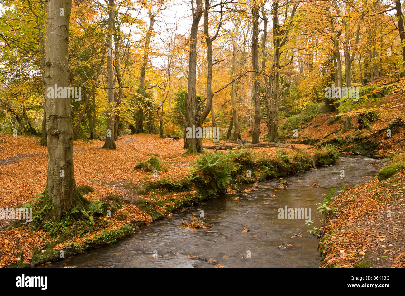 Autumn in Crawfordsburn Country Park Stock Photo - Alamy