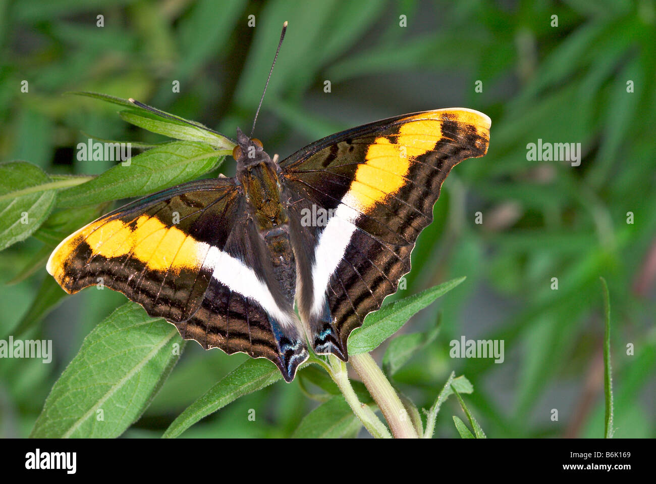 Silver Emperor Doxocopa laure km 73 on Highway between Victoria and ...