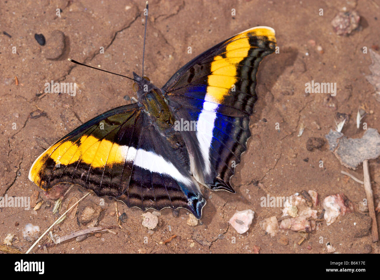 Silver Emperor Doxocopa laure Stock Photo - Alamy