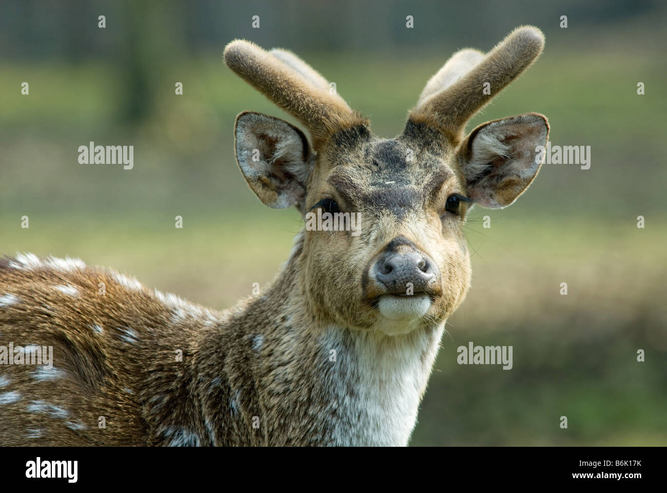 Deer forest hi-res stock photography and images - Alamy