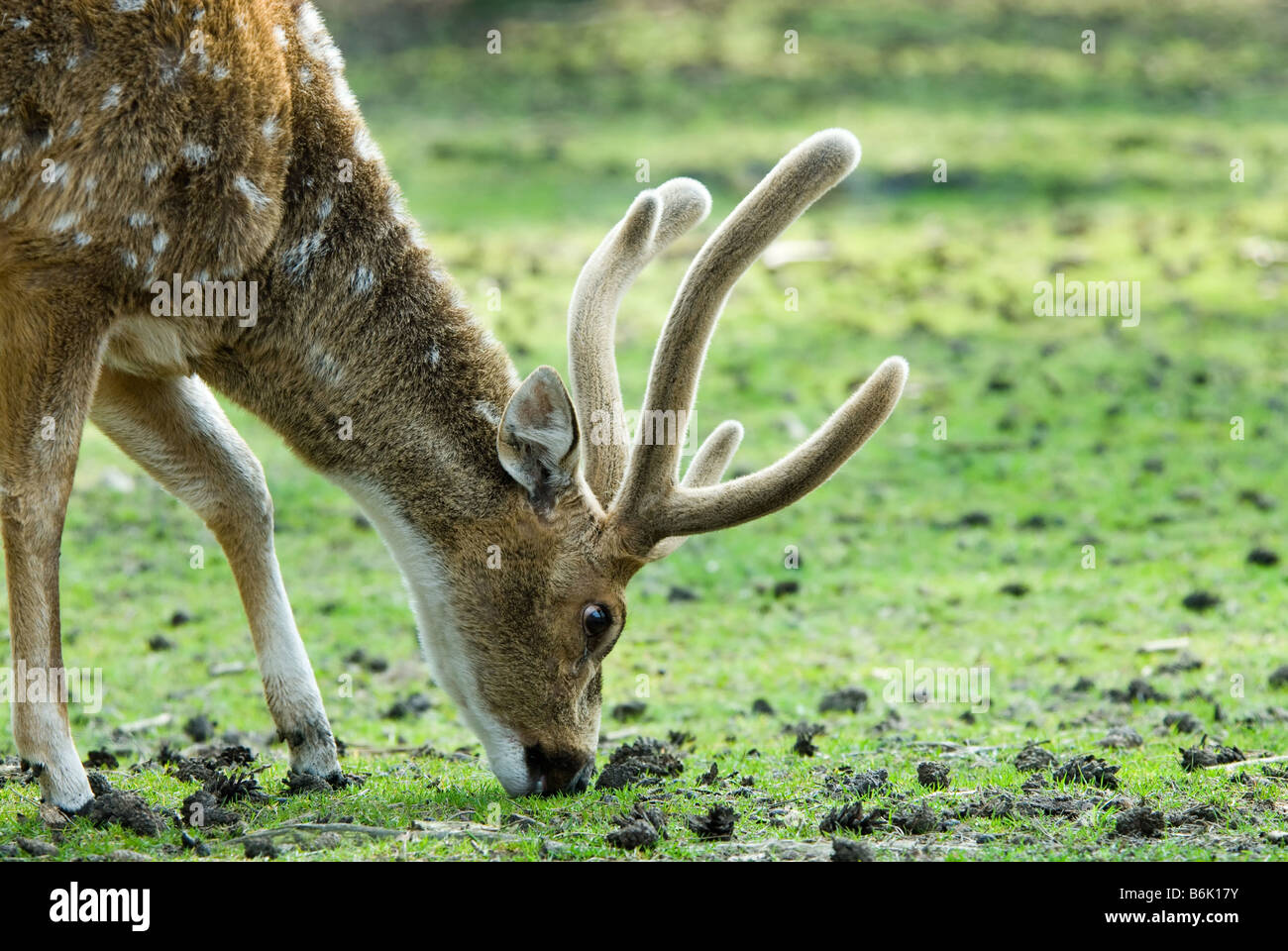 close up of a beautiful deer in the forest Stock Photo - Alamy