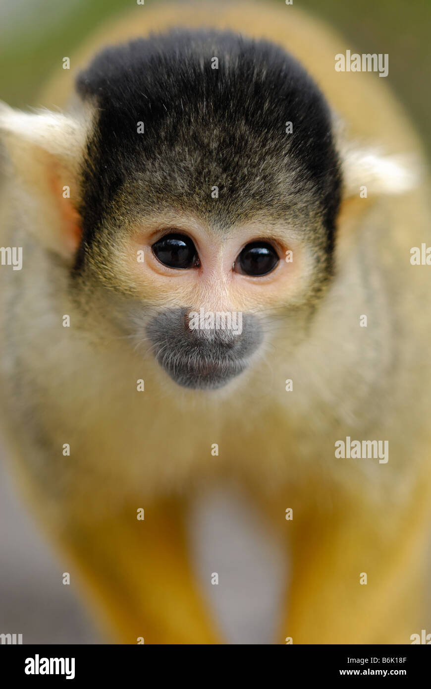 Cute Squirrel Monkeys