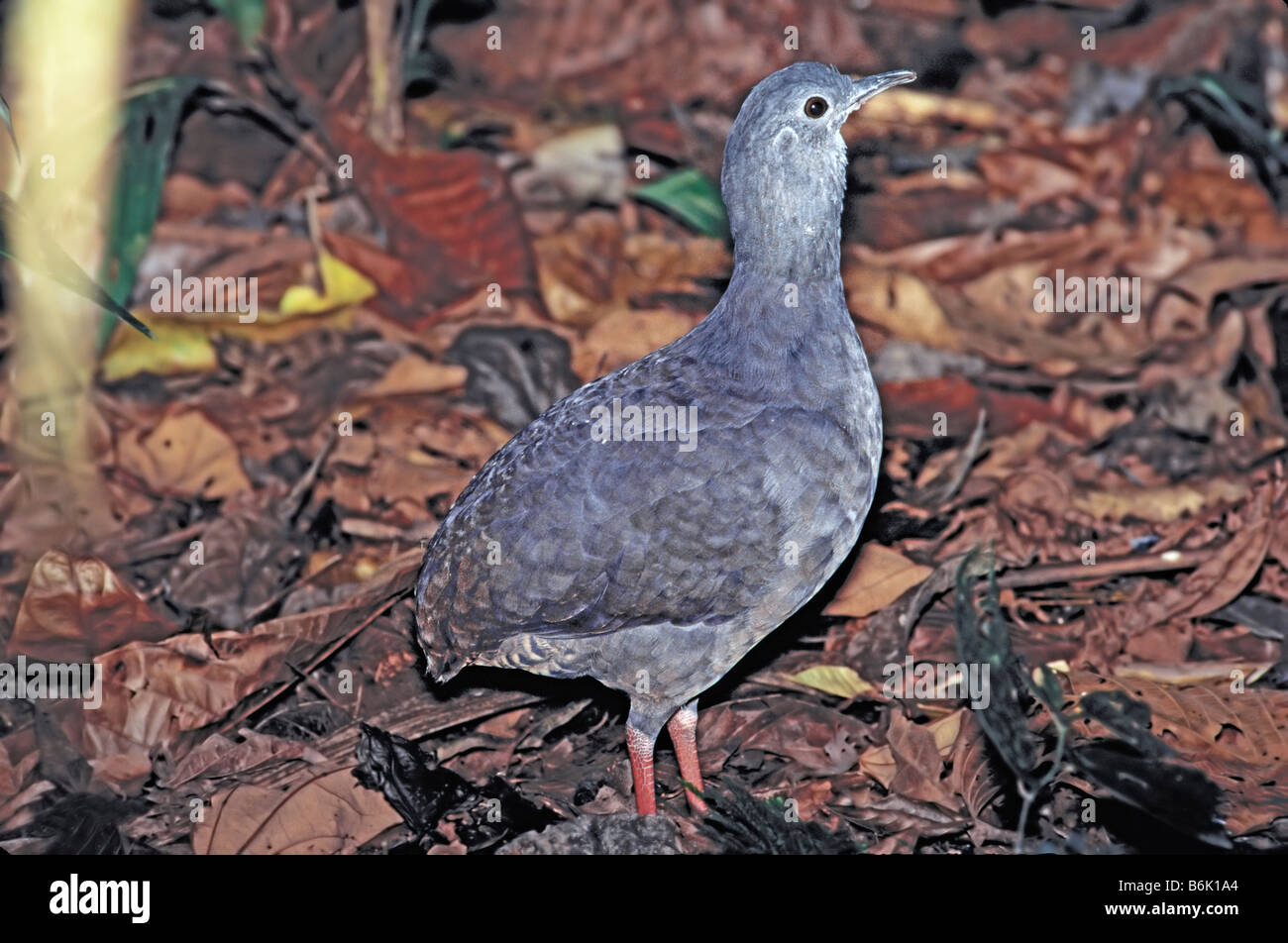 Slaty-breasted Tinamou Crypturellus boucardi Stock Photo - Alamy