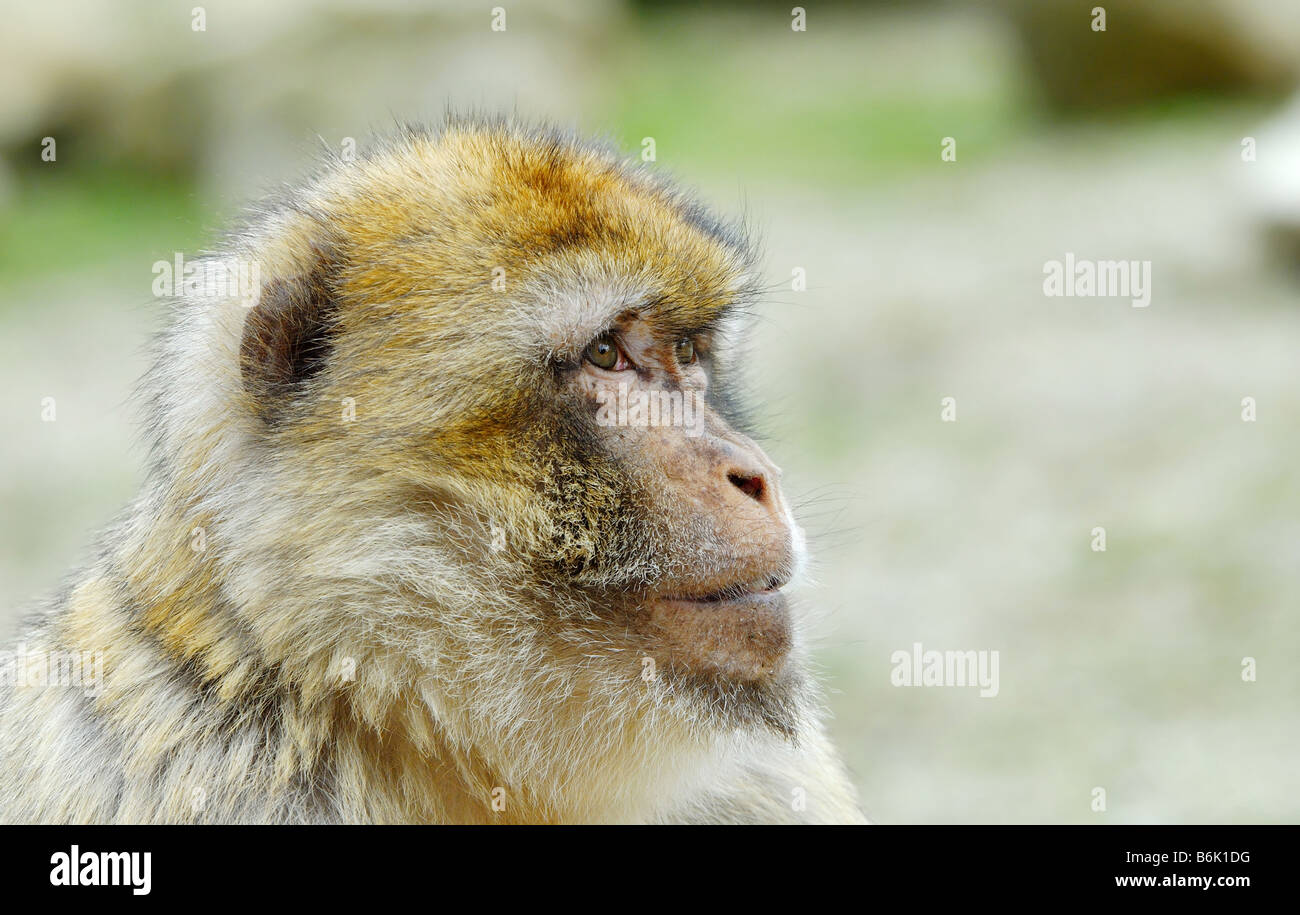 portrait of a barbary ape Stock Photo - Alamy