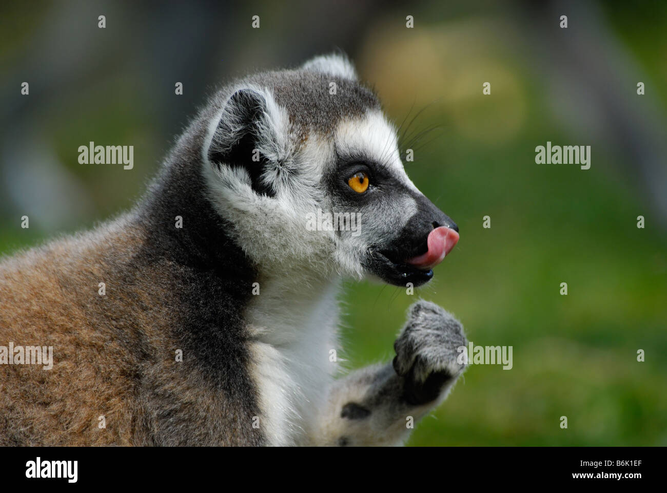 portrait of a cute ring tailed lemur Stock Photo - Alamy
