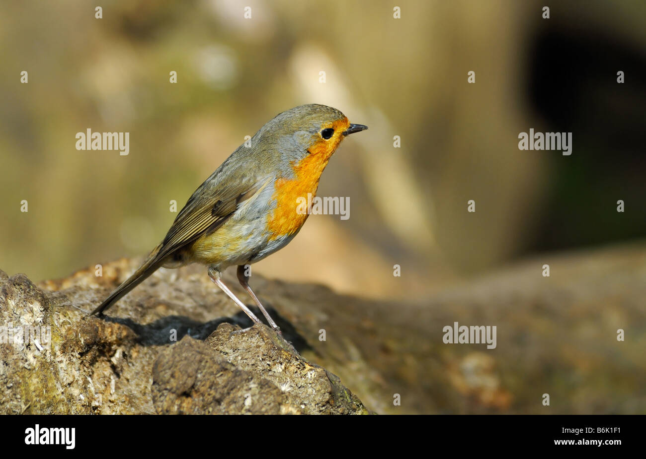 Red robin flying hi-res stock photography and images - Alamy