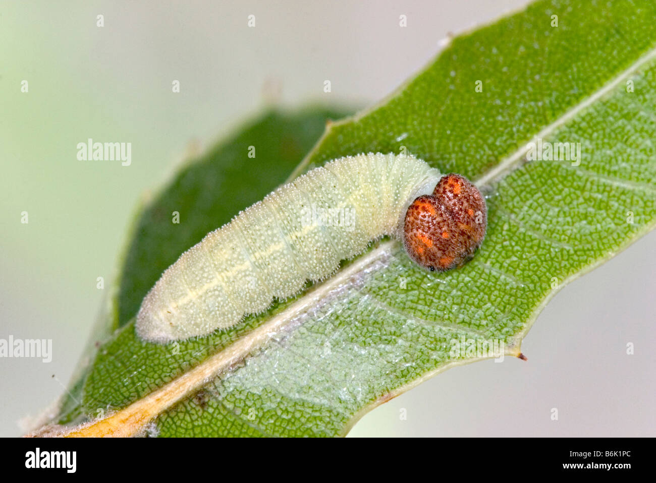 Sleepy Duskywing caterpillar (butterfly) Erynnis brizo Stock Photo - Alamy
