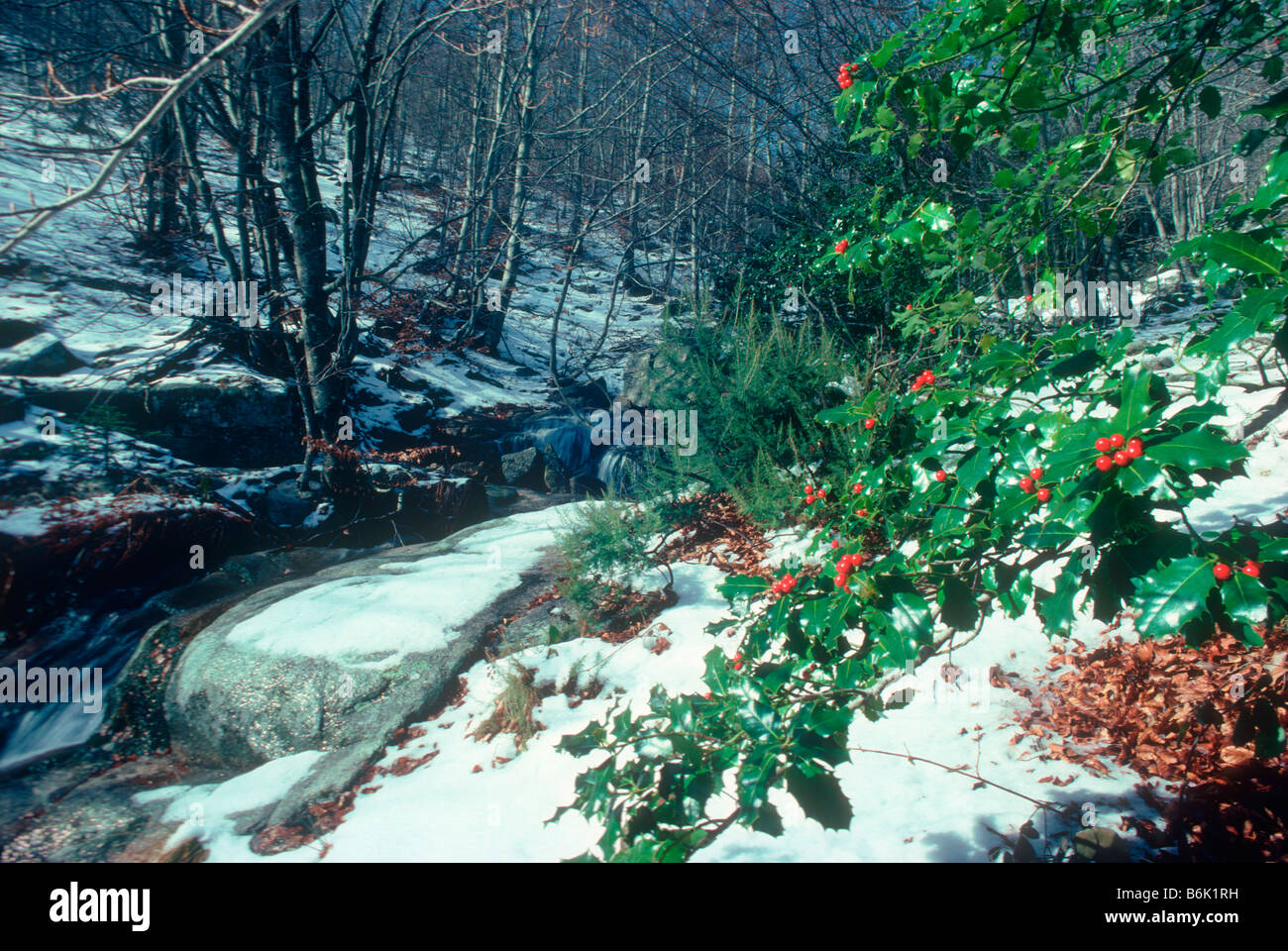 Torrent and Holly Tree (Ilex aquifolium ) with berries. Winter. El ...
