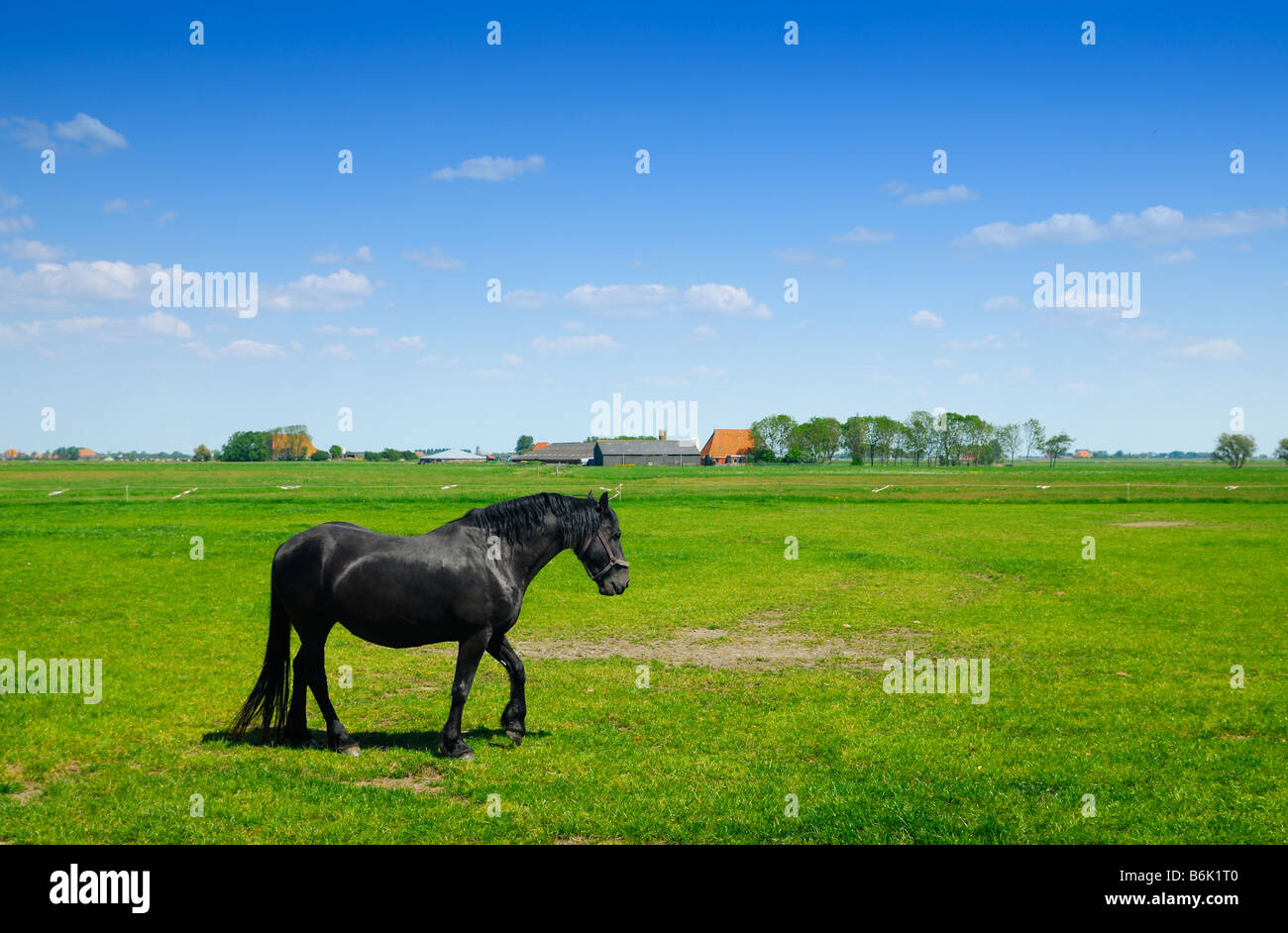 Beautiful horse in spring on farmland Friesland Holland Stock Photo - Alamy