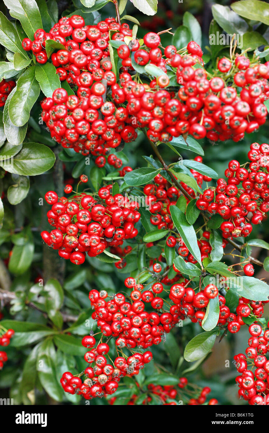 Pyracantha fruits hi-res stock photography and images - Alamy