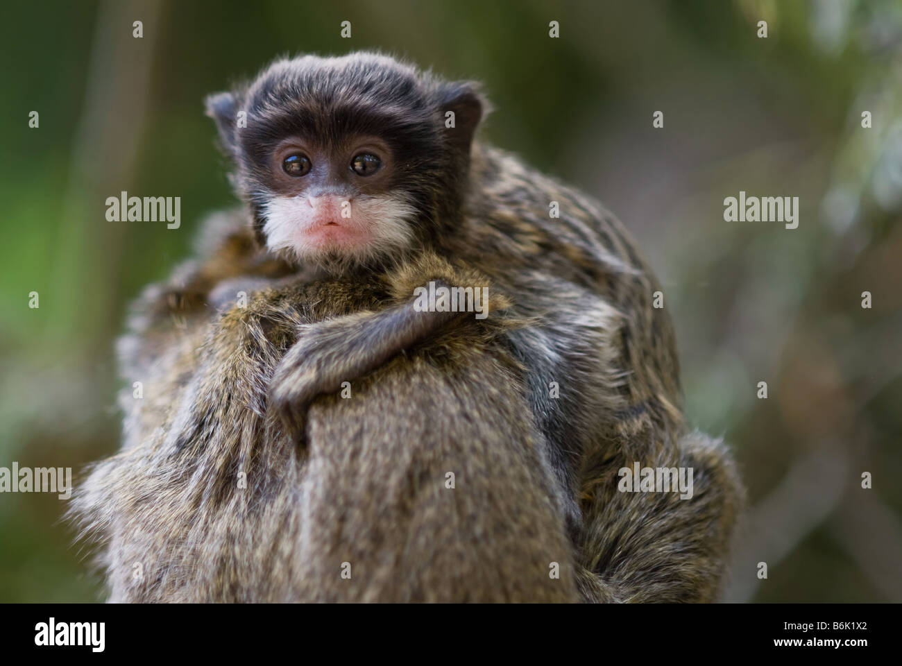 Cute Baby Emperor Tamarin Twin Emperor Tamarin Monkeys Born At Denver
