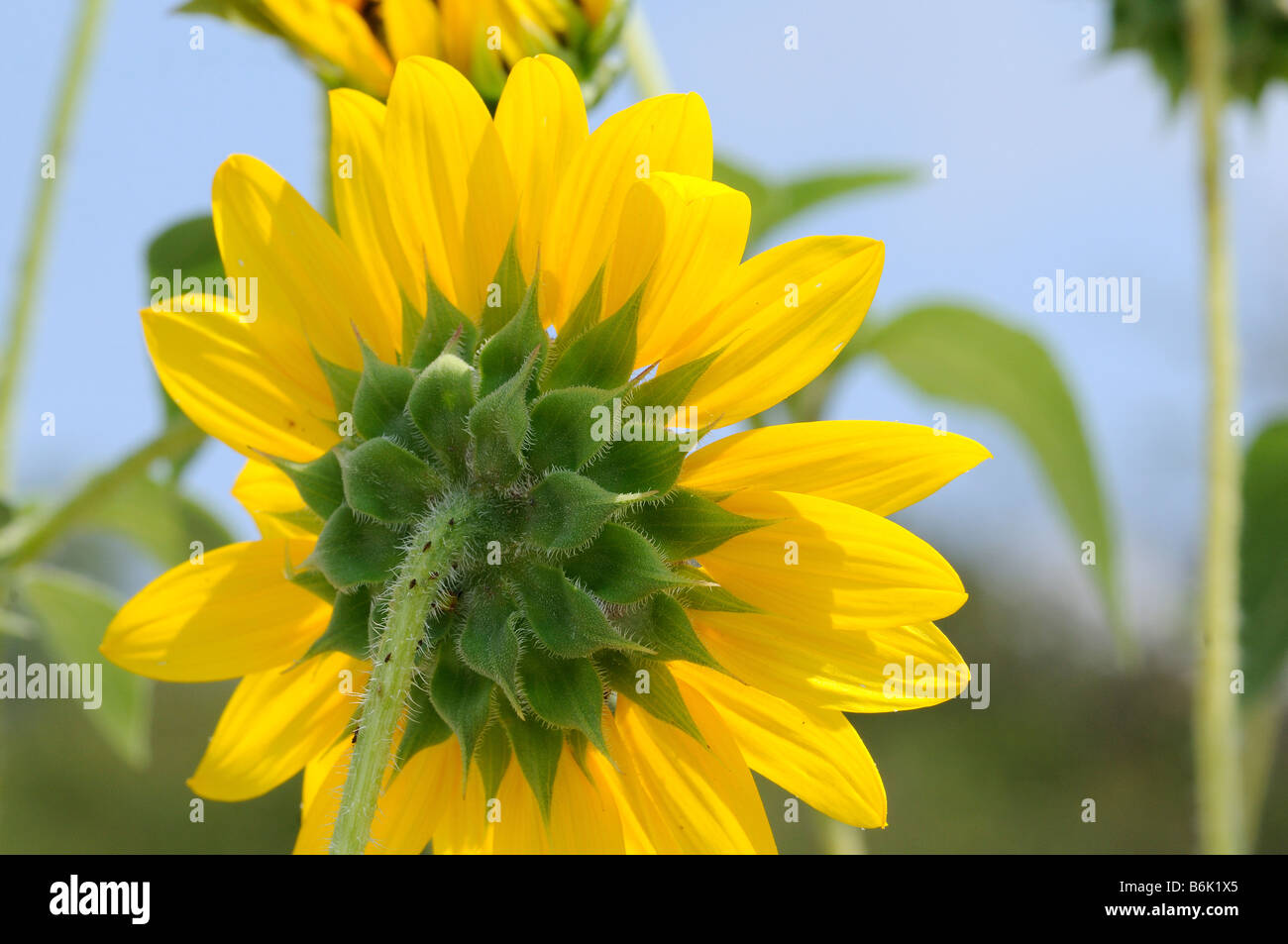 View of a sunflower from behind Stock Photo - Alamy