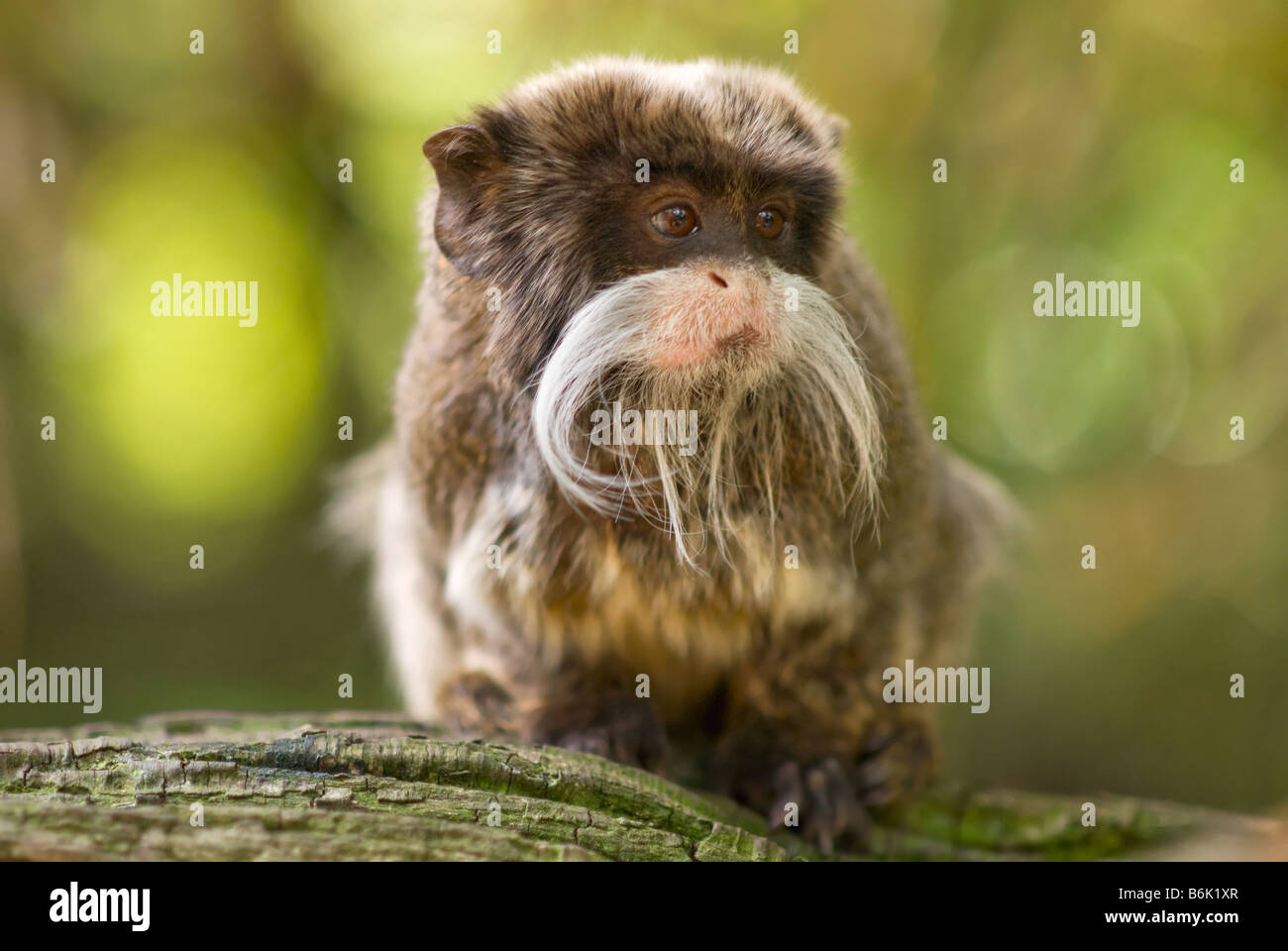 Baby Emperor Tamarin