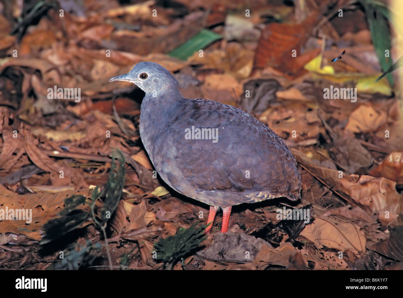 Slaty Breasted Tinamou