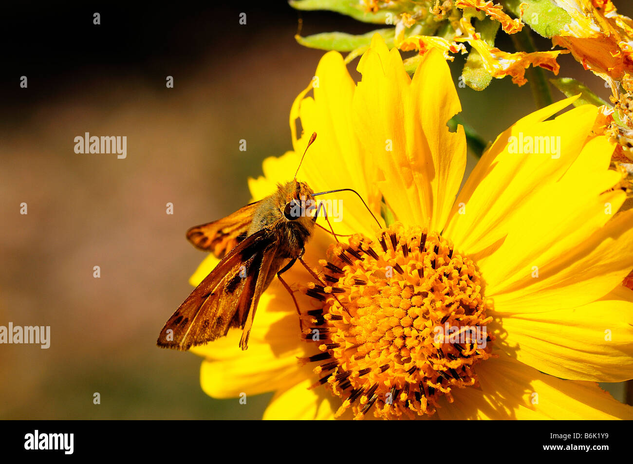 Verbesina encelioides golden crownbeard hylephila phyleus fiery skipper ...