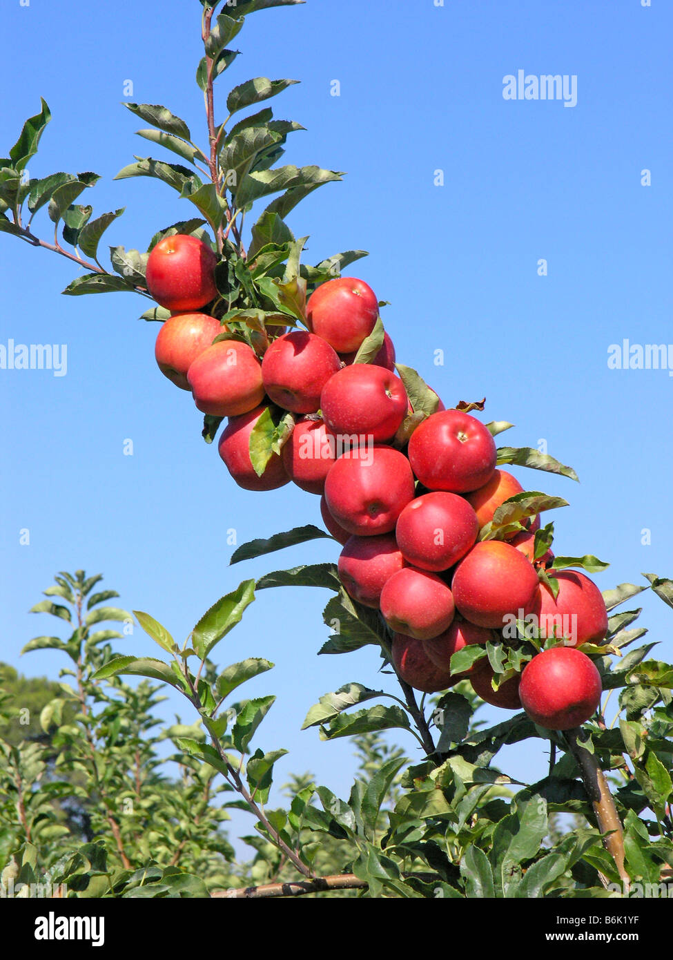 Chief apple hi-res stock photography and images - Alamy