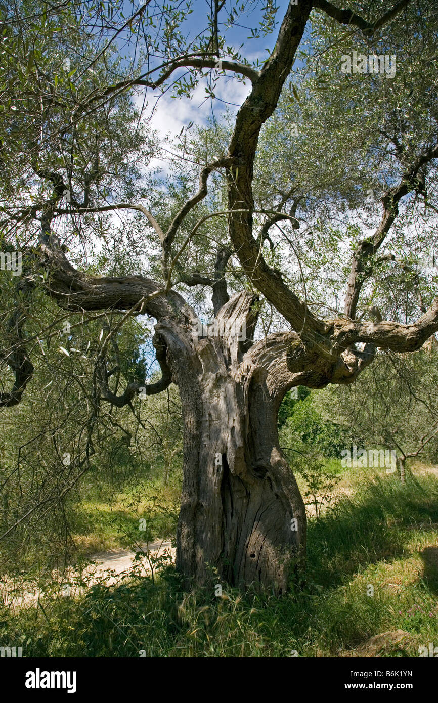 Ancient olive tree Tuscany Stock Photo - Alamy