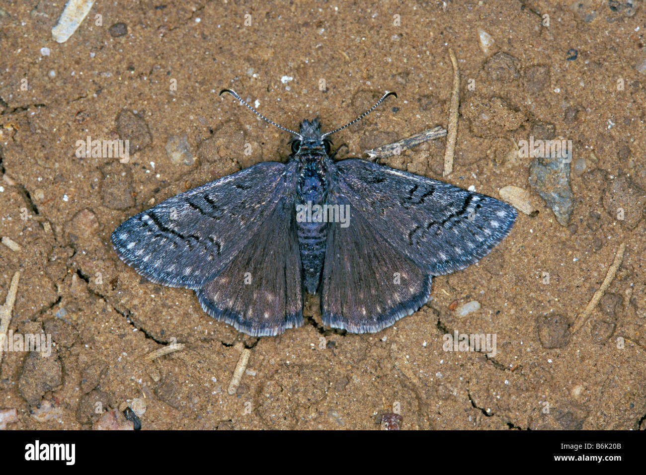 Sleepy Duskywing (butterfly) Erynnis brizo Huachuca Canyon Huachuca ...