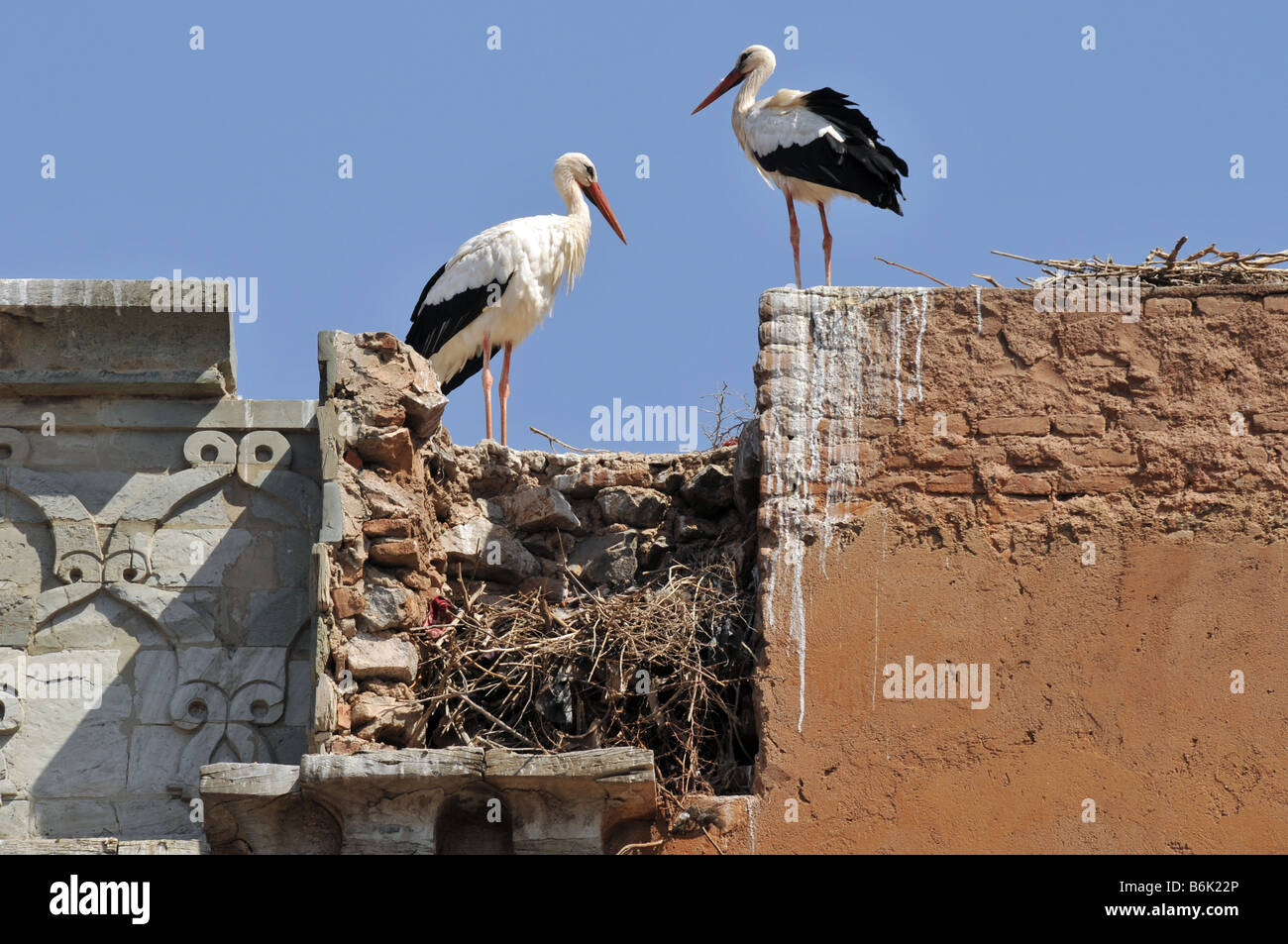 White Storks on Medina walls, Marrakech, Morocco Stock Photo - Alamy