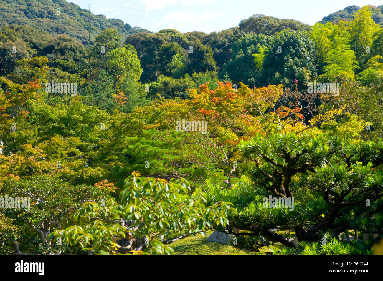 Trees and leaves in Kyoto, Japan Stock Photo - Alamy