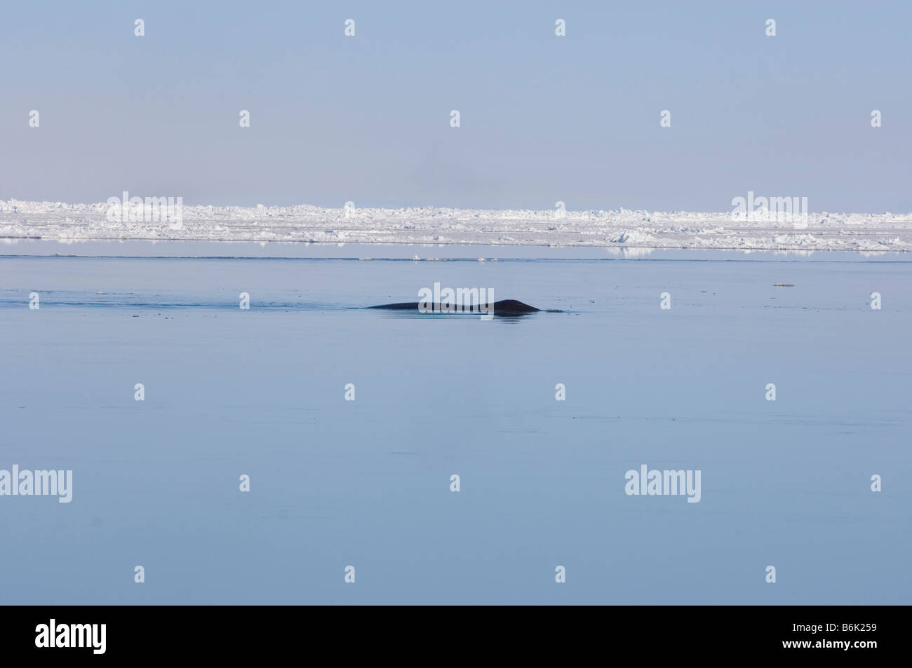 Bowhead whale Balaena mysticetus adult swims through an open lead in ...