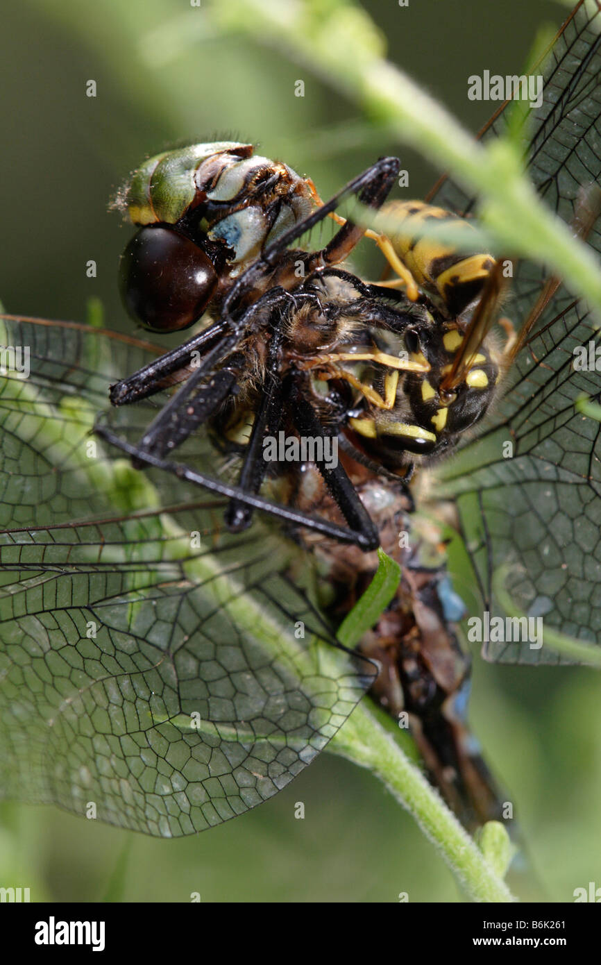 Dragonfly being eaten by wasp Stock Photo - Alamy