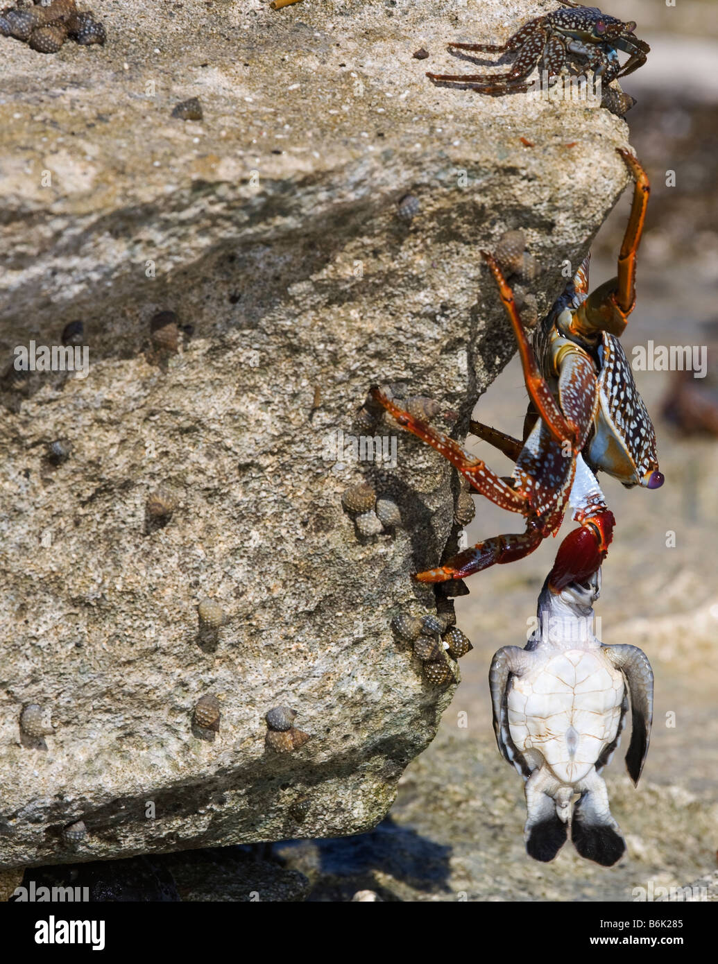 Ascension Island Crab & Turtle Stock Photo - Alamy