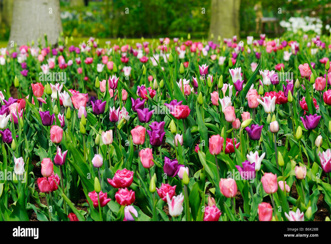 beautiful garden of colorful flowers in spring keukenhof The ...
