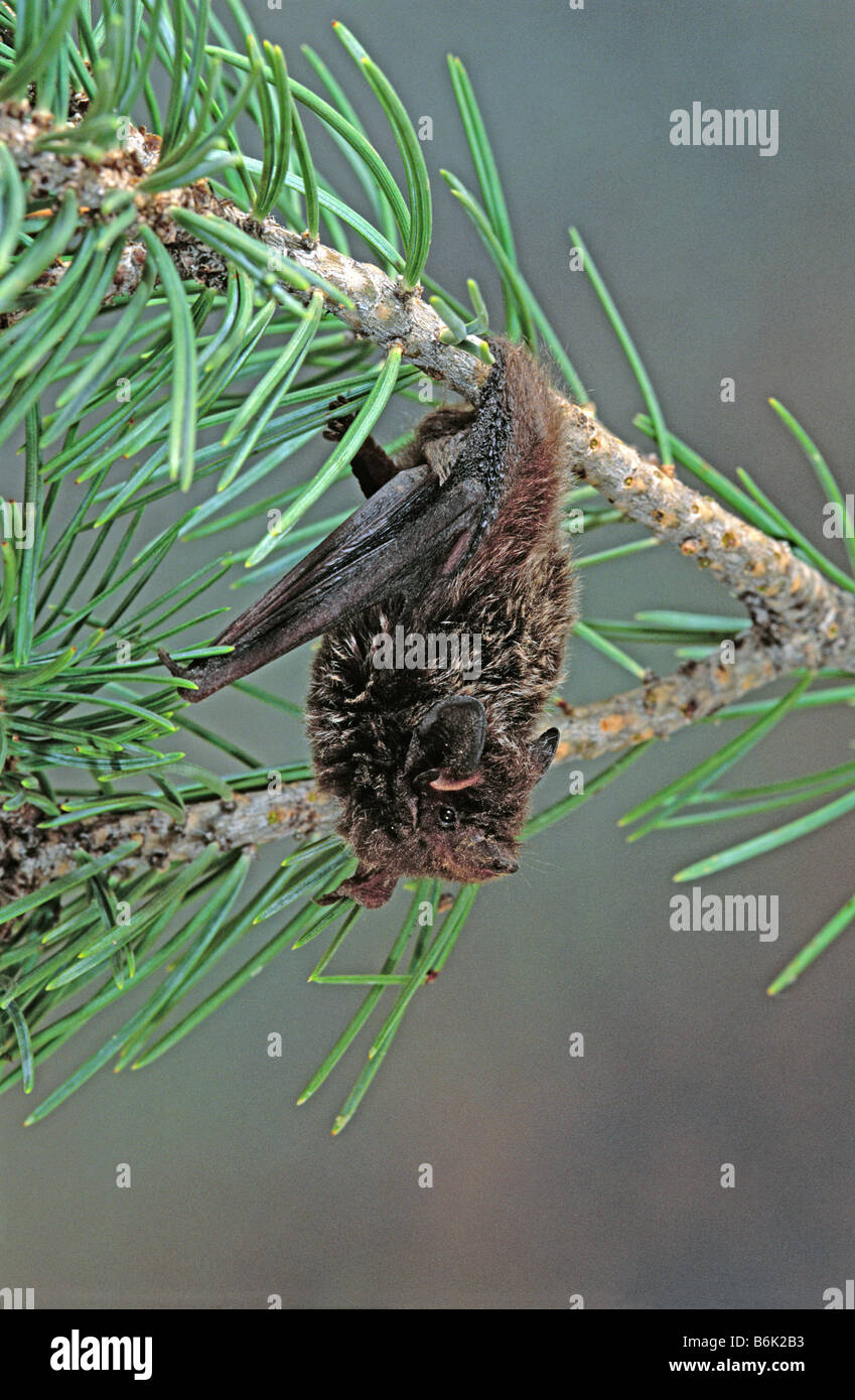 Silver haired bat hi-res stock photography and images - Alamy