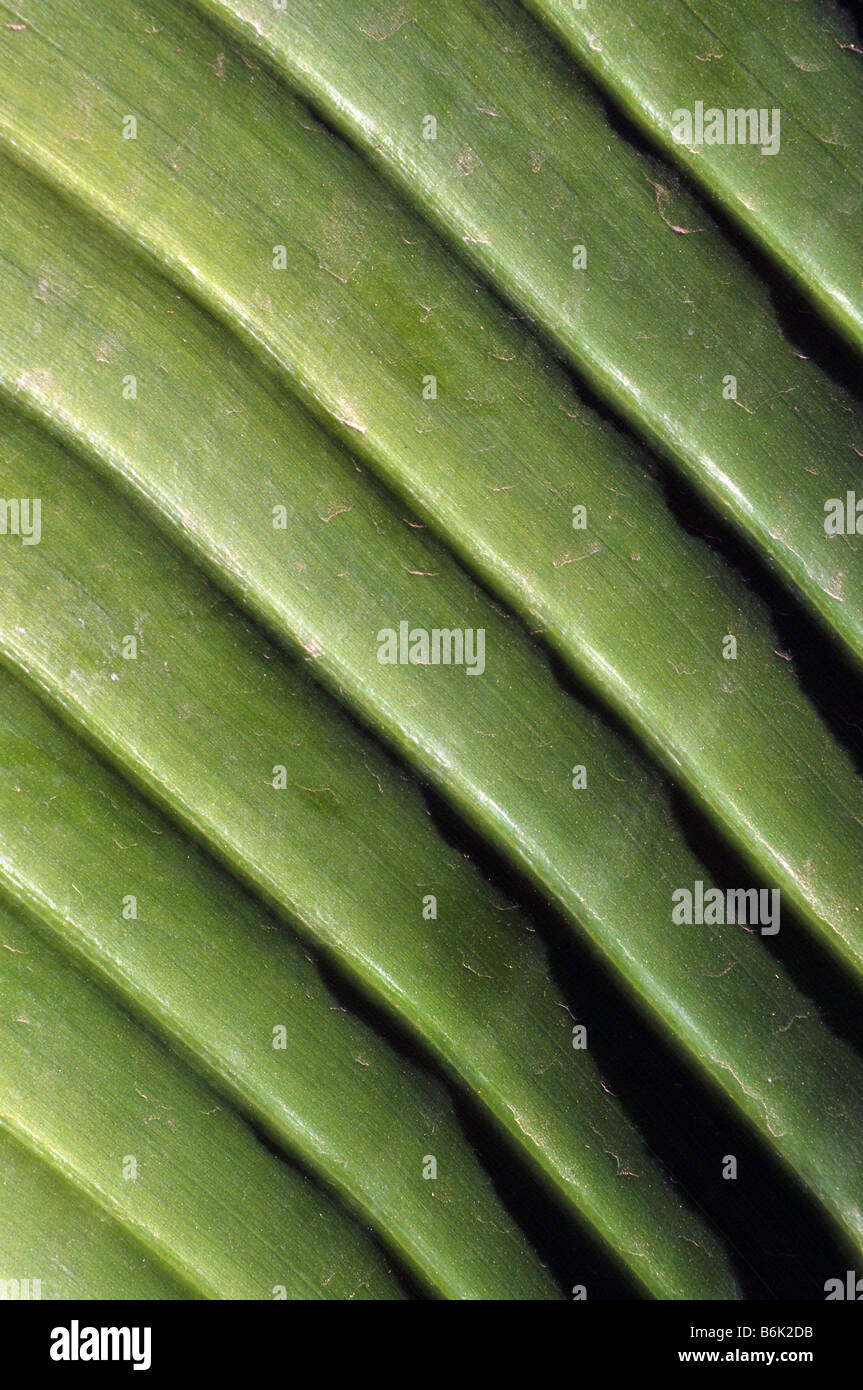 Plant leaf close up Stock Photo - Alamy
