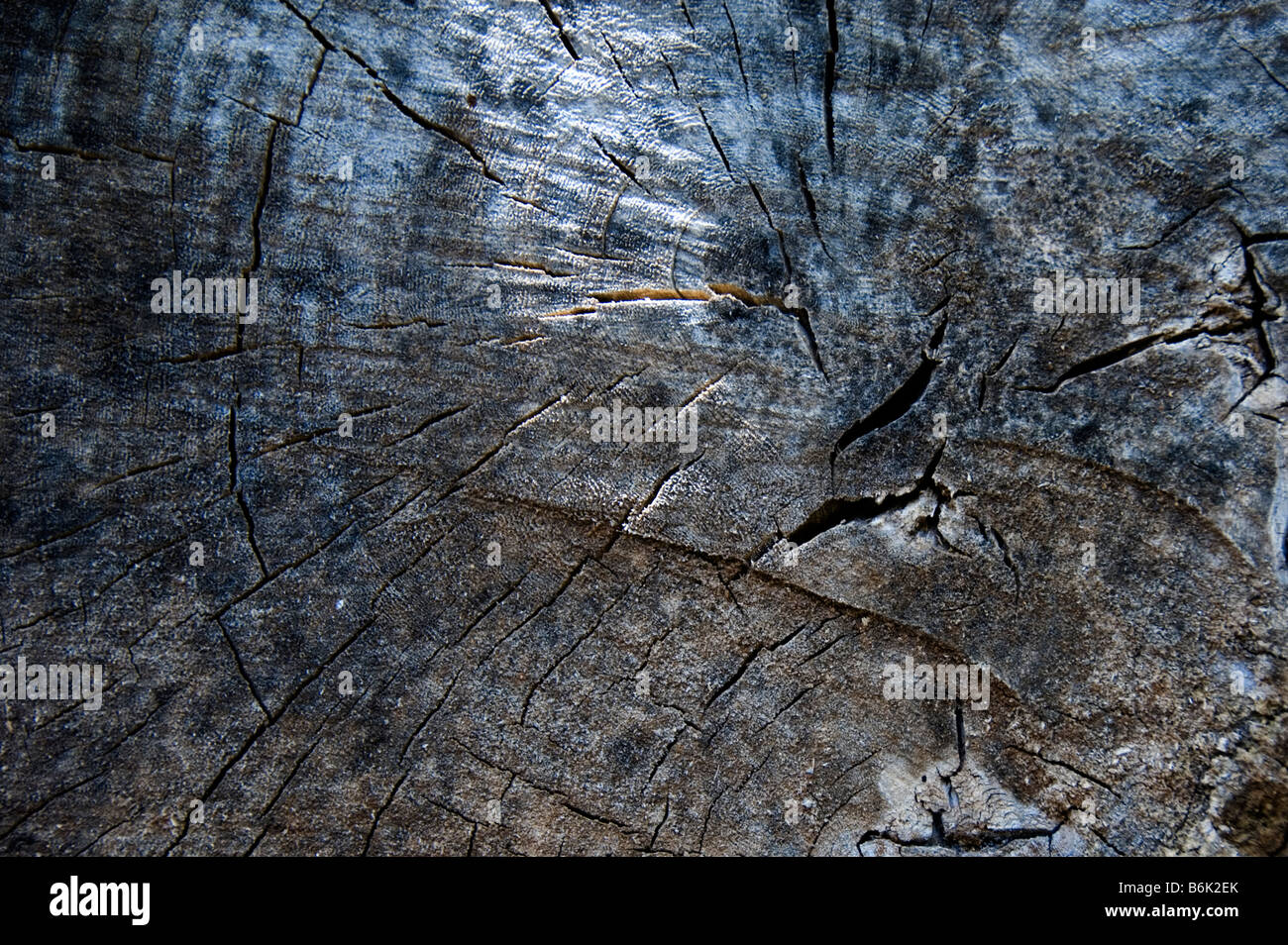 Cracked Stump of a Tree Stock Photo - Alamy