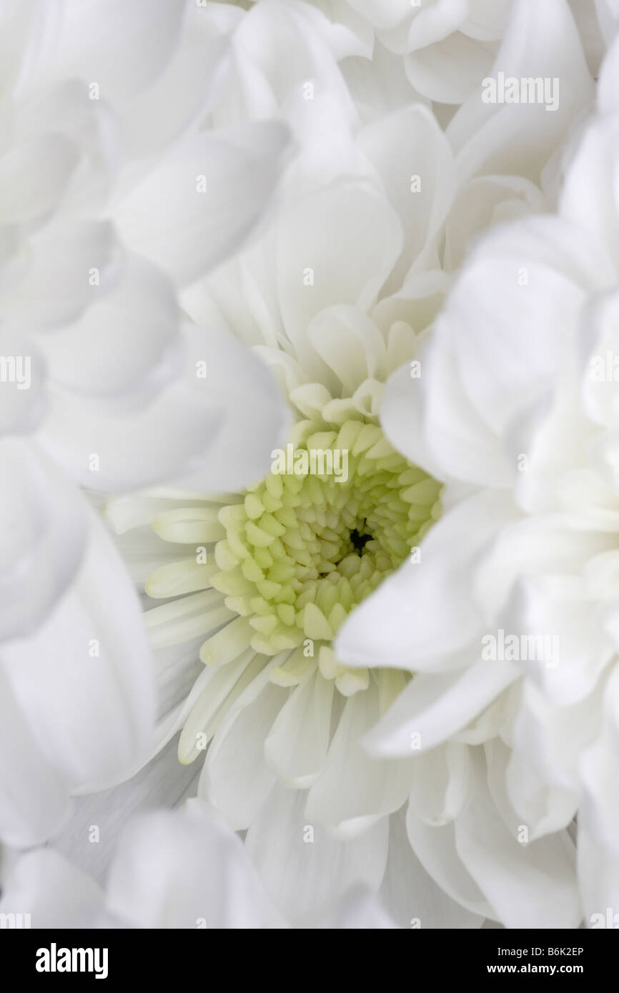 White gerbera closeup Stock Photo - Alamy