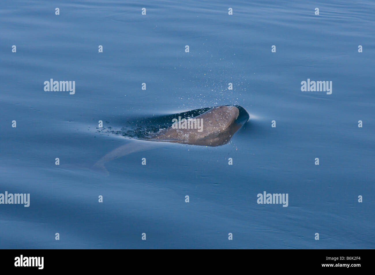 beluga whale Delphinapterus leucas adult swims through an open lead in ...