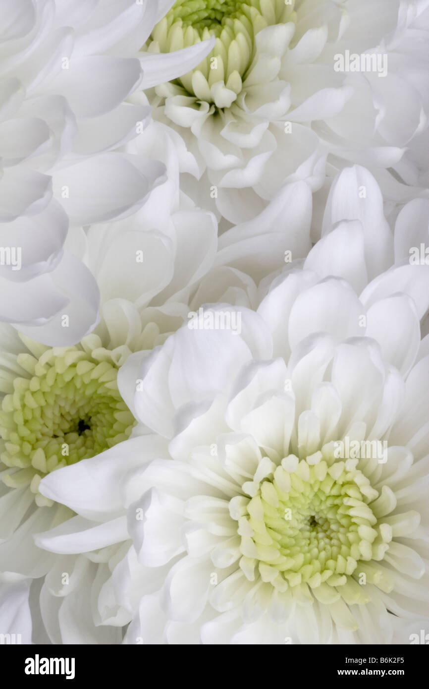 White gerbera closeup Stock Photo - Alamy