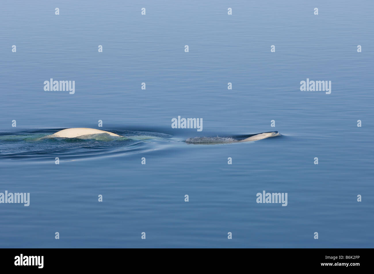 beluga whale Delphinapterus leucas adults swim through an open lead in ...