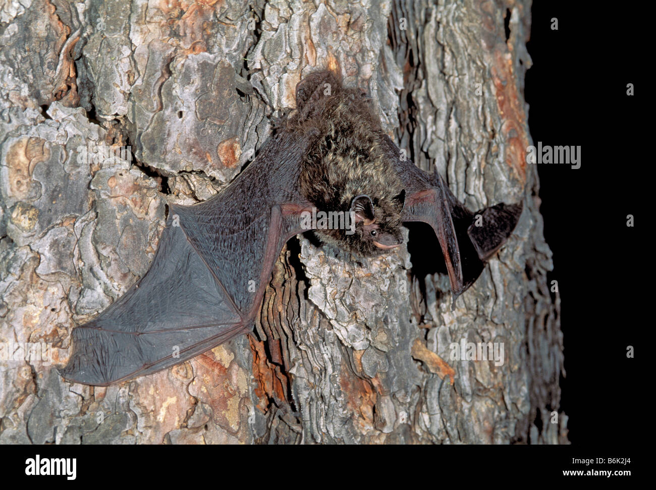 Silver-haired Bat Lasionycteris noctivagans Stock Photo - Alamy