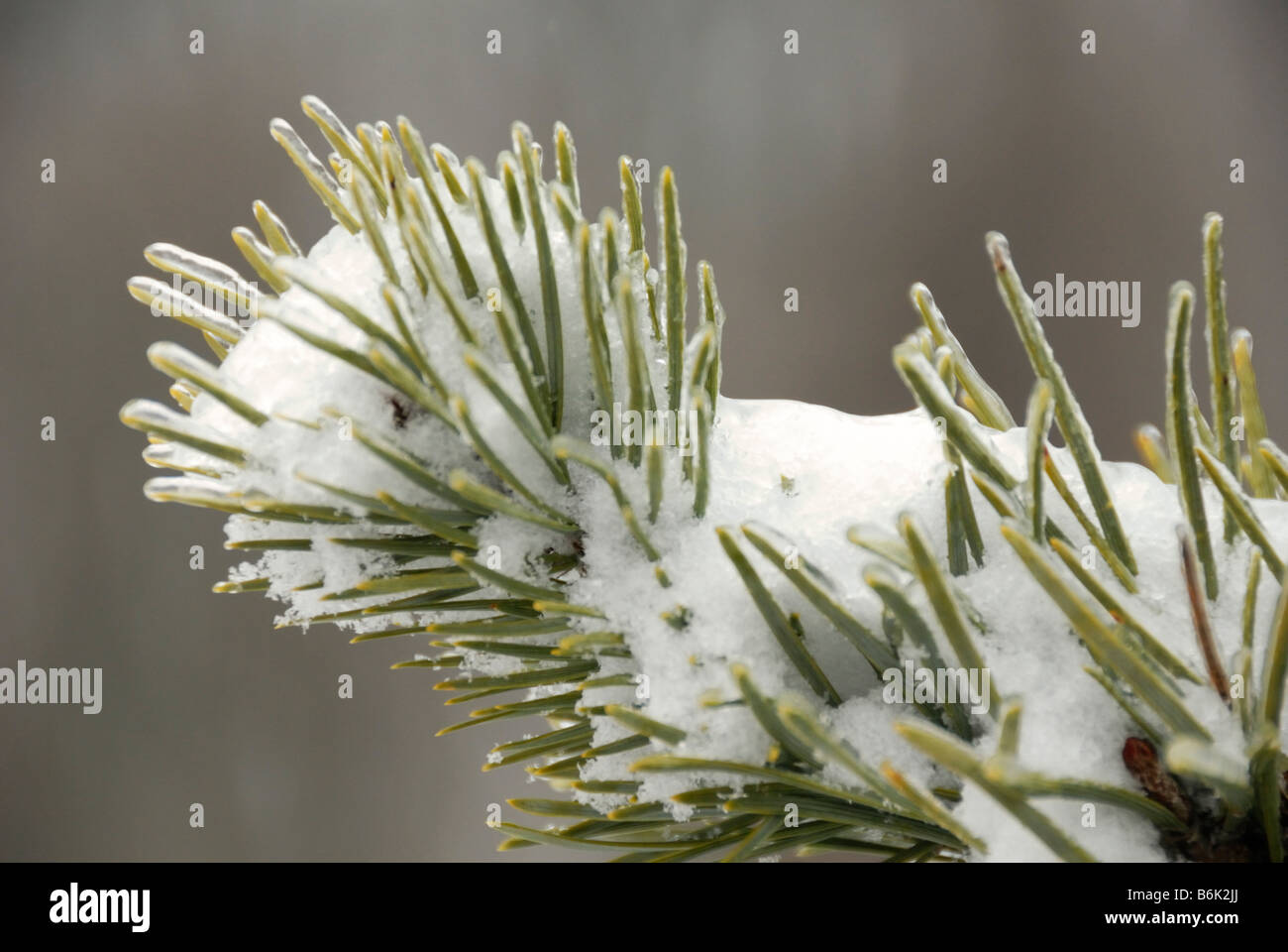 Pine bough snow hi-res stock photography and images - Alamy