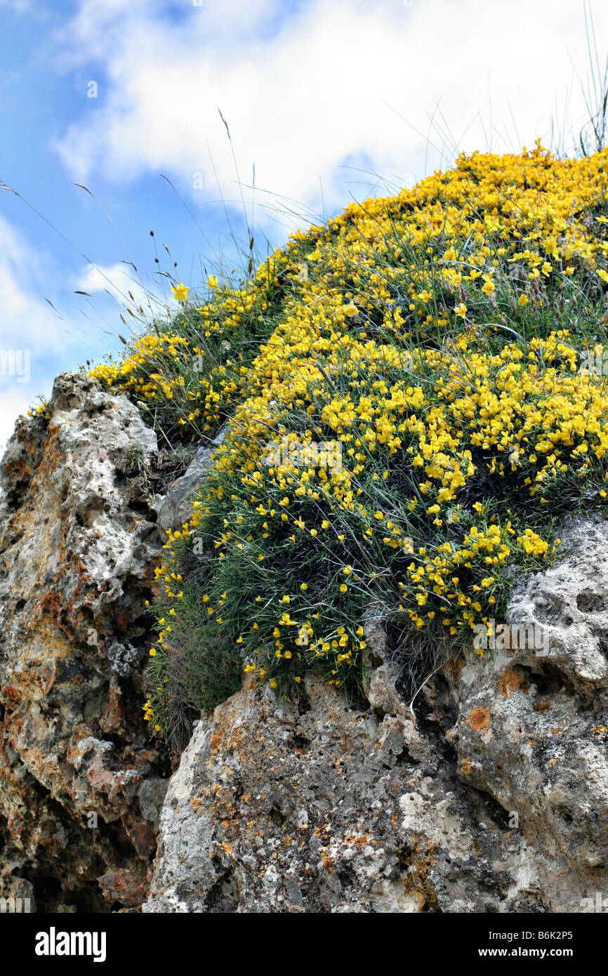 Genista legionensis hi-res stock photography and images - Alamy