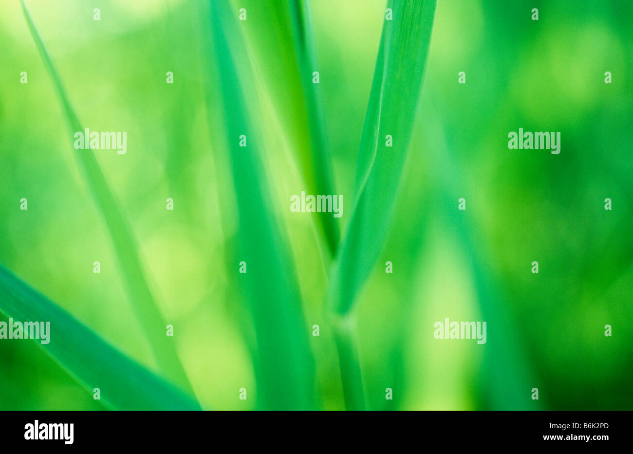 Impressionistic soft green leaves of summer Common reed or Phragmites ...