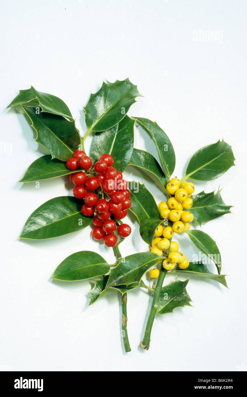 Common Holy, English Holy (Ilex aquifolium), twigs with red and yellow ...