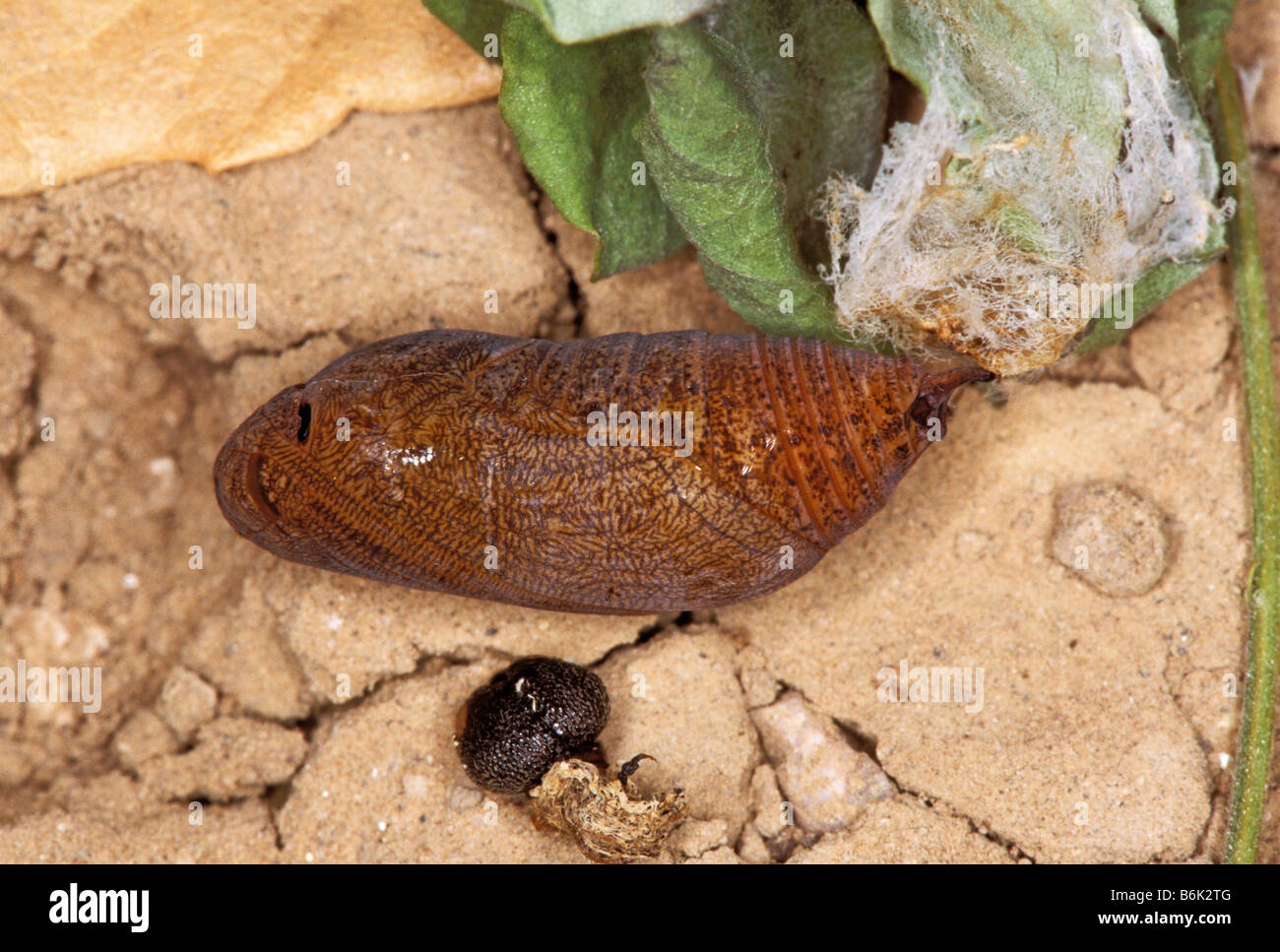 Skipper butterfly pupa hi-res stock photography and images - Alamy