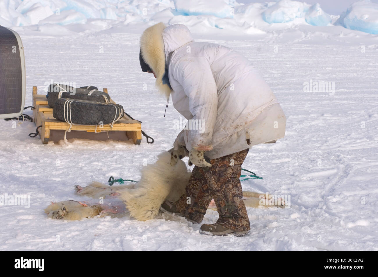 Inupiaq subsistence hunter cleans the hide of a recently caught polar ...