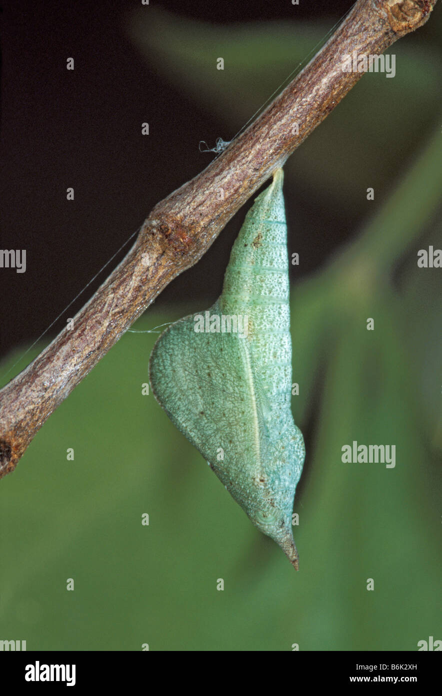 Sleepy orange butterfly hi-res stock photography and images - Alamy